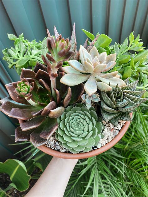 Succulent Arrangement Care Guide — The Botanic Edit Perth Plant