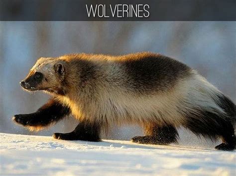 Mustelids By Jes Lowery