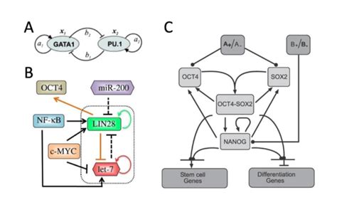 core regulatory circuits to model stem cell differentiation a huang