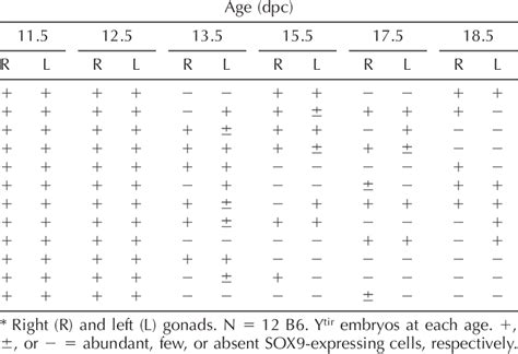 Sox9 Epression In Serially Sectioned Gonads Of B6y Tir Embry Os