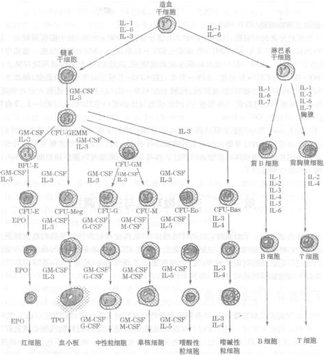 第三节 造血微环境与造血调控 医家金鉴 医学