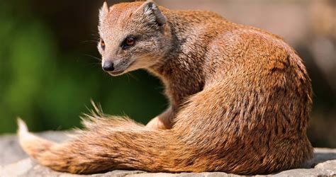 Download Alert Mongoose Resting Wallpaper