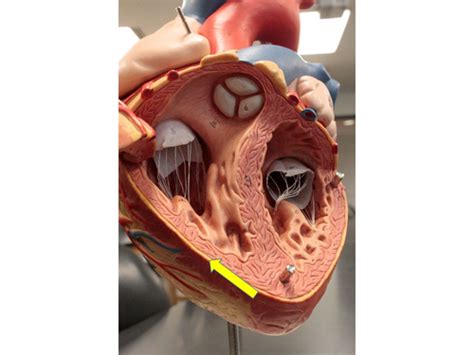 Bio 205 Heart Lab Flashcards Quizlet