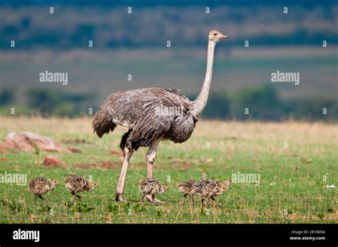 East African Masai Ostrich Struthio Camelus Massaicus Adult Female