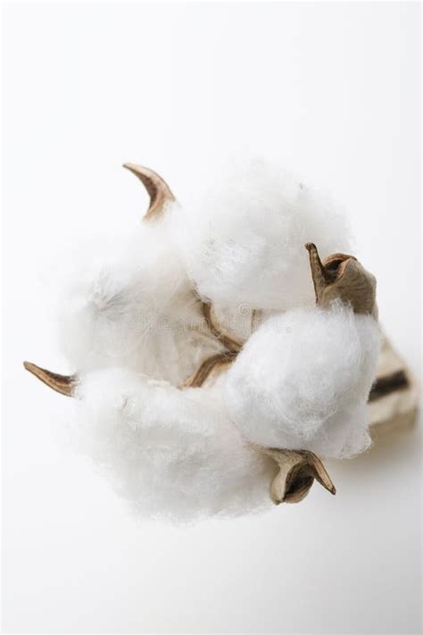 Coton image stock. Image du blanc, couleurs, isolat, objet - 10146425