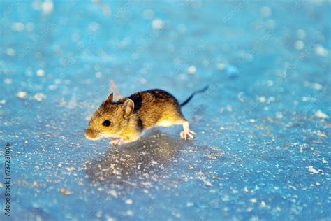 Wood Mouse Apodemus Sylvaticus Is Freezing On Ice During Crossing Of Frozen River Small