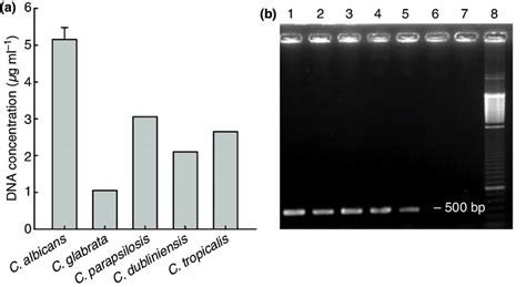 A Photometric Determination Of Dna Concentration Lg ⁄ Ml After Download Scientific Diagram