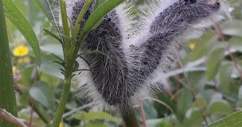 In The Words Of My Son Who Took The Shot A Jumble Of Bugs