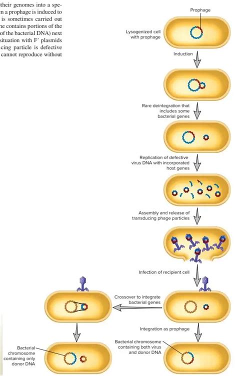 Bacterial Transduction Definition Types Steps Examples Biology Notes Online