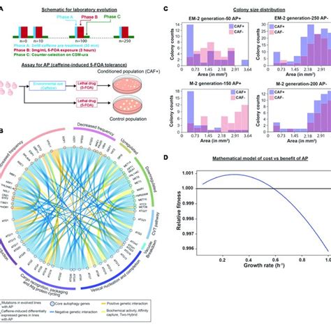 regulation of emergence of adaptive prediction ap during laboratory