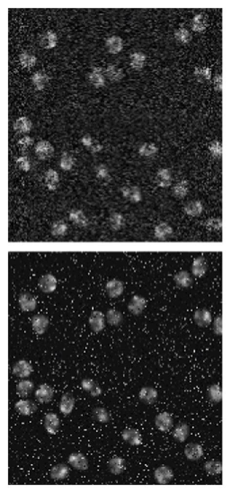 Segmentation Results On Image Cell” Corrupted By Gaussian And Salt