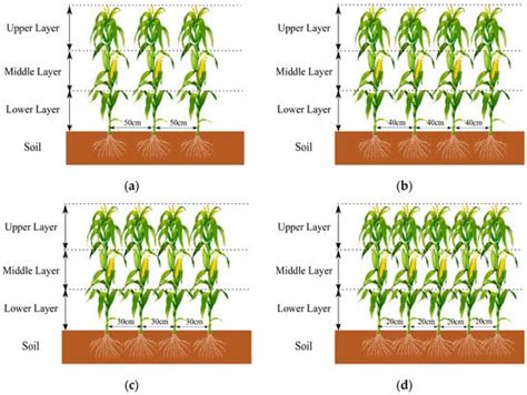 Effect Of Maize Canopy Structure On Light Interception And Radiation