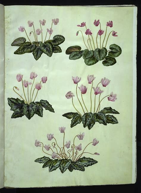 Cyclamen Purpurascens Alpine Violet Cyclamen Hederifolium Ivy