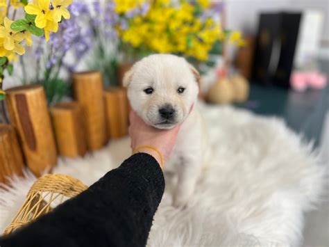 진도믹스 훈이 사모예드특징 스피츠특징 시바견특징 시베리안허스키특징 시츄특징 요크셔테리어특징 웰시코기특징 이탈리아그레이하운드특징