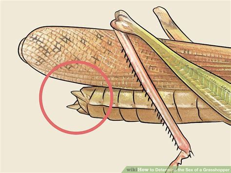How To Determine The Sex Of A Grasshopper 8 Steps With Pictures