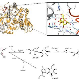 Schematic Representation Of The Enzyme Structure And Distribution Of Download Scientific