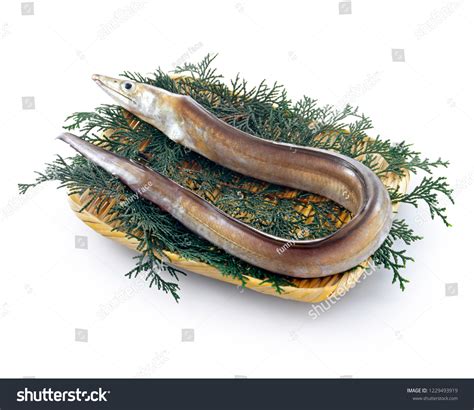 Hamo Photos And Images Shutterstock