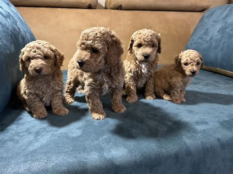 პუდელი ️ მალტეზე ️ მალტიპუ Facebook