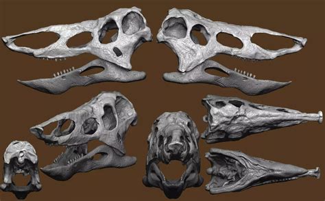 💀 Crânio De Desmatosuchus Réplica De Fóssil De Réptil Do Triássico