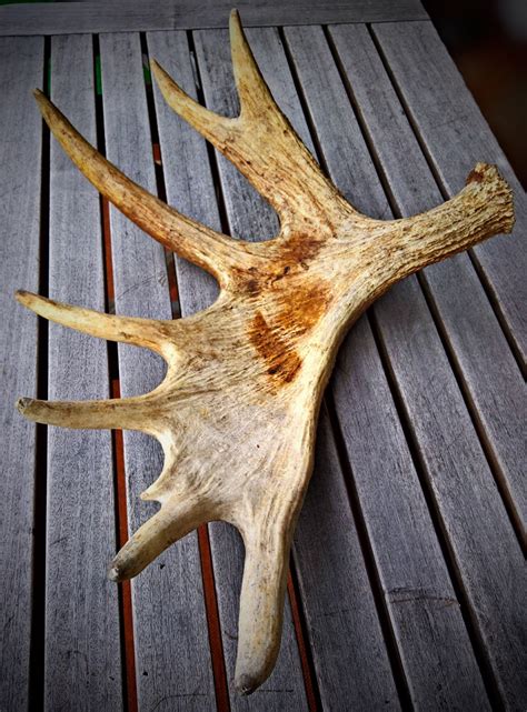 Free Images Hand Driftwood Nature Branch Wood Leaf Deer Horn Decoration Symbol