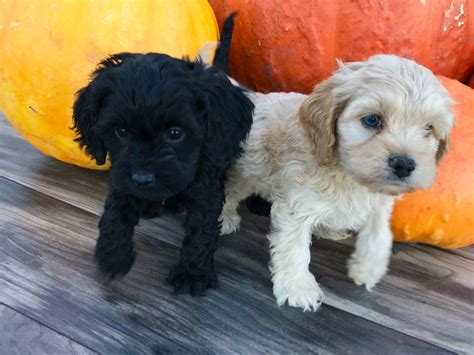 Mochas Black Female 4 Reserved