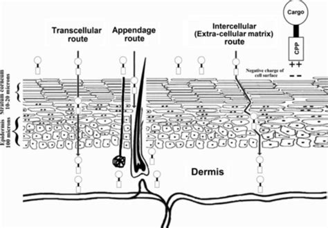 Peptide Transdermal Formulation Development Cd Formulation