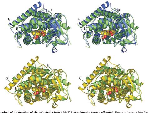 Figure 1 From A Single Mutation In Cytochrome P450 Bm3 Induces The Conformational Rearrangement
