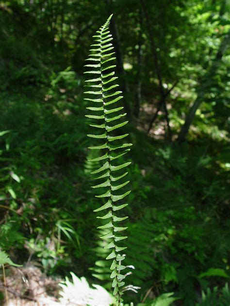 Asplenium Platyneuron Ebony Spleenwort Go Botany