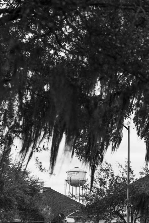 Somerset House Images TREE BEARD