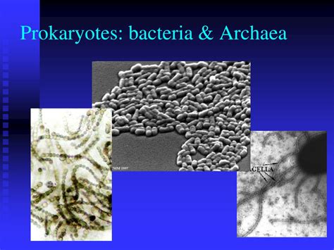 Ppt Exploring Life Forms Classification And Evolutionary Relations Powerpoint Presentation Id