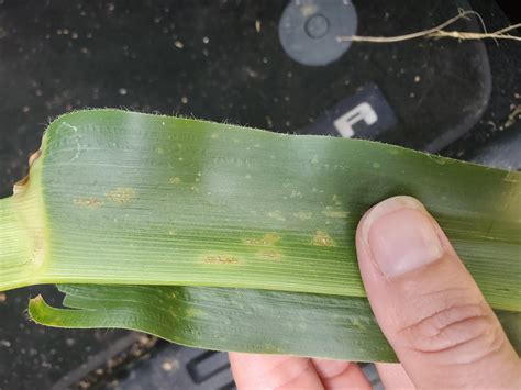 Common Rust Ut Crops Pest Guides