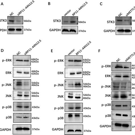 Casc15 Affected Pi3k Akt C Myc Pathway Through Prdx2 And Casc15