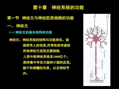 第十章 神经系统的功能 第一节 神经元与神经胶质细胞的功能 一 神经元 一 神经元的基本结构和功能 ppt download