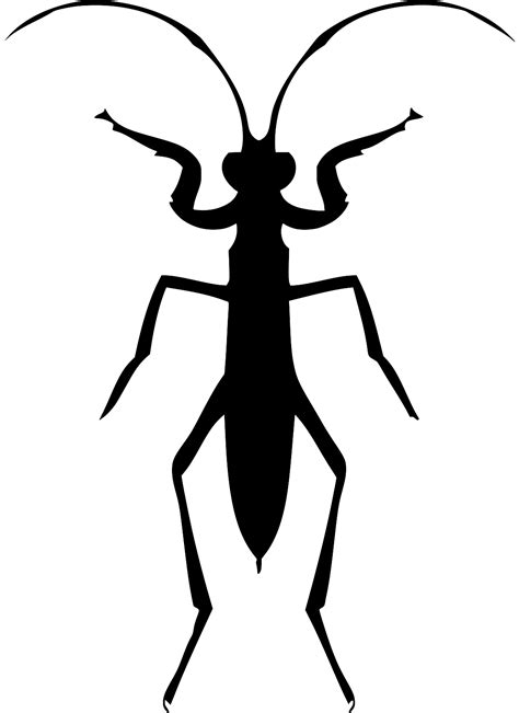 Mantoida Nitida Pdm 1 0 Phylopic