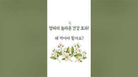 양파의 놀라운 건강 효과 왜 먹어야 할까요 양파 양파효능 건강정보 Youtube
