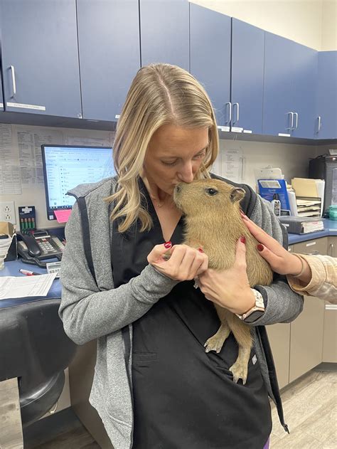 Dr Holly Merker Consult Trusted Tucson Vets Today — Orange Grove