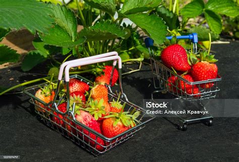 작은 금속 바구니와 딸기 덤불 근처 슈퍼마켓에서 카트 신선한 딸기로 가득찬 수레 선택적 초점 0명에 대한 스톡 사진 및 기타 이미지 Istock