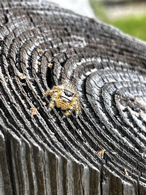 Jumping Bro Looking All Cute Rspiderbro