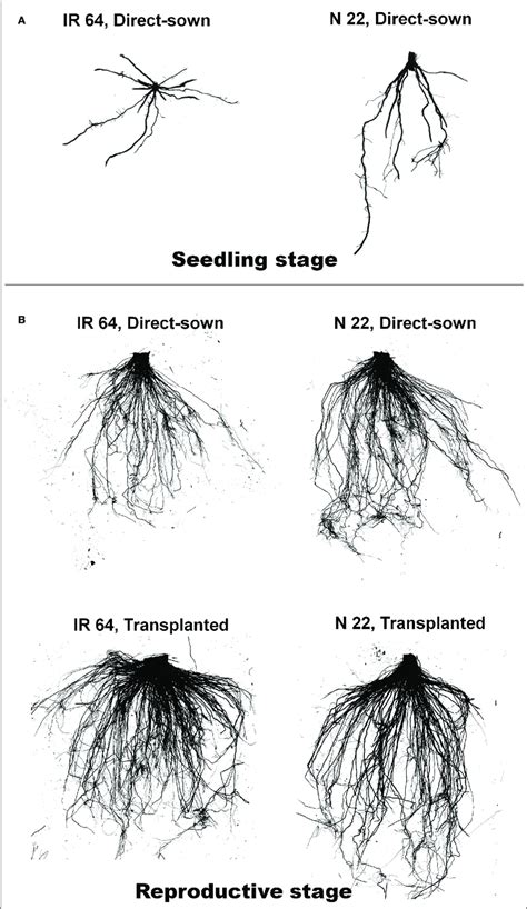 Representative Profiles Of Root Architecture Of Rice Grown By Different Download Scientific
