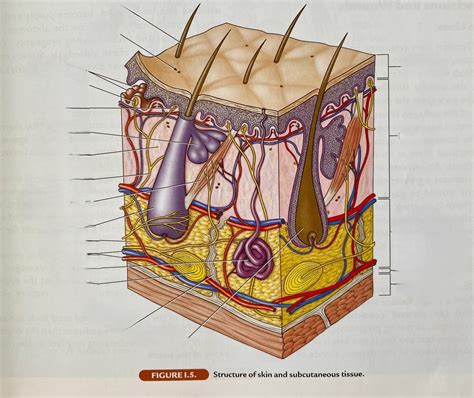 FIGURE: Structure of Skin and Subcutaneous tissue Diagram | Quizlet