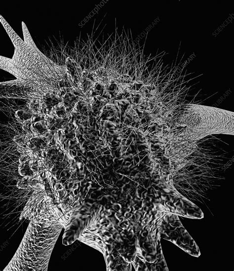 Cell With Pseudopodia Artwork Stock Image F002 8711 Science Photo Library