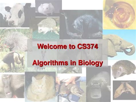 Ppt Welcome To Cs374 Algorithms In Biology Powerpoint Presentation