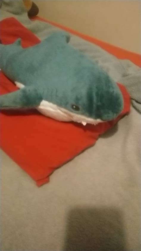 Finally aquired blahaj : r/BLAHAJ