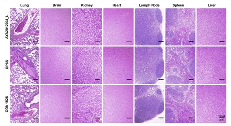 Highly Efficacious And Safe Neutralizing Dna Aptamer Of Sars Cov 2 As An Emerging Therapy For
