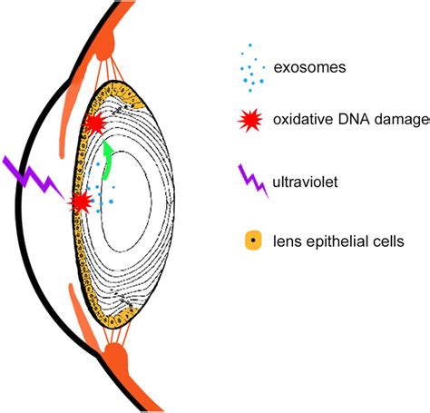 Proposed Model For Exosomes Mediated Intercellular Communication Download Scientific Diagram
