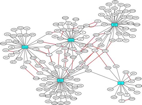 Prefuse Force Directed Layout Graph Representation Of Orf1 Human