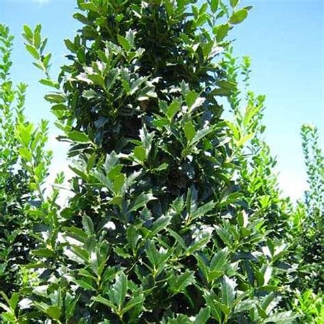 Oak Leaf Holly Pruning How To Grow And Care For Holly Sgtm
