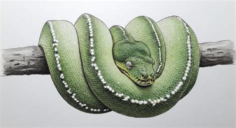 green tree python resting on branch detailed wildlife illustration