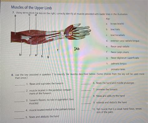 Solved Muscles Of The Lower Limb 9 Using The Terms From The