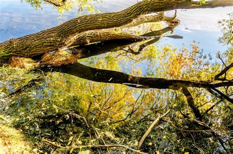 Premium Photo A Tree Branch Is Reflected In The Water